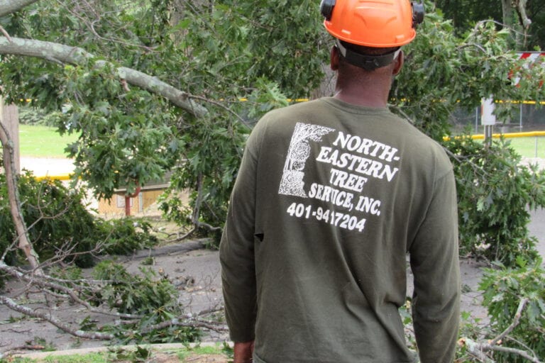 About Us - Certified Arborists In RI, CT, MA - North Eastern Tree