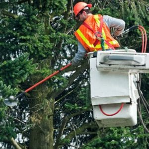 General Tree Services | North Eastern Tree Service