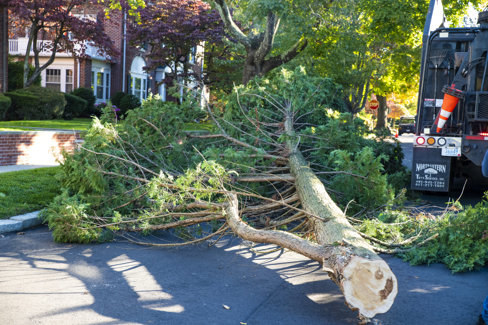 Storm Preparation For Trees In RI | North Eastern Tree Service