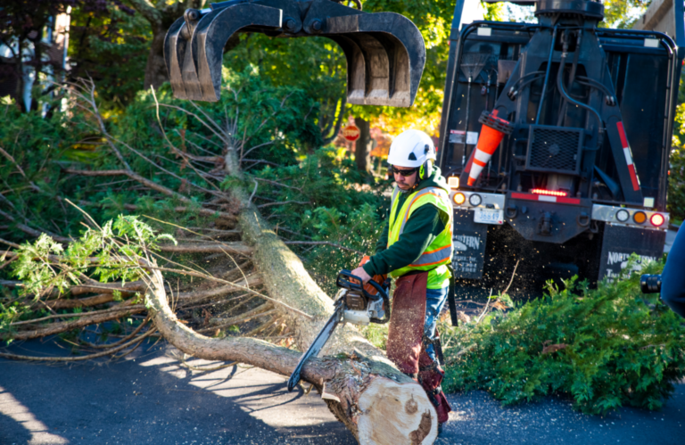 Tree Risk Assessment | North Eastern Tree Service