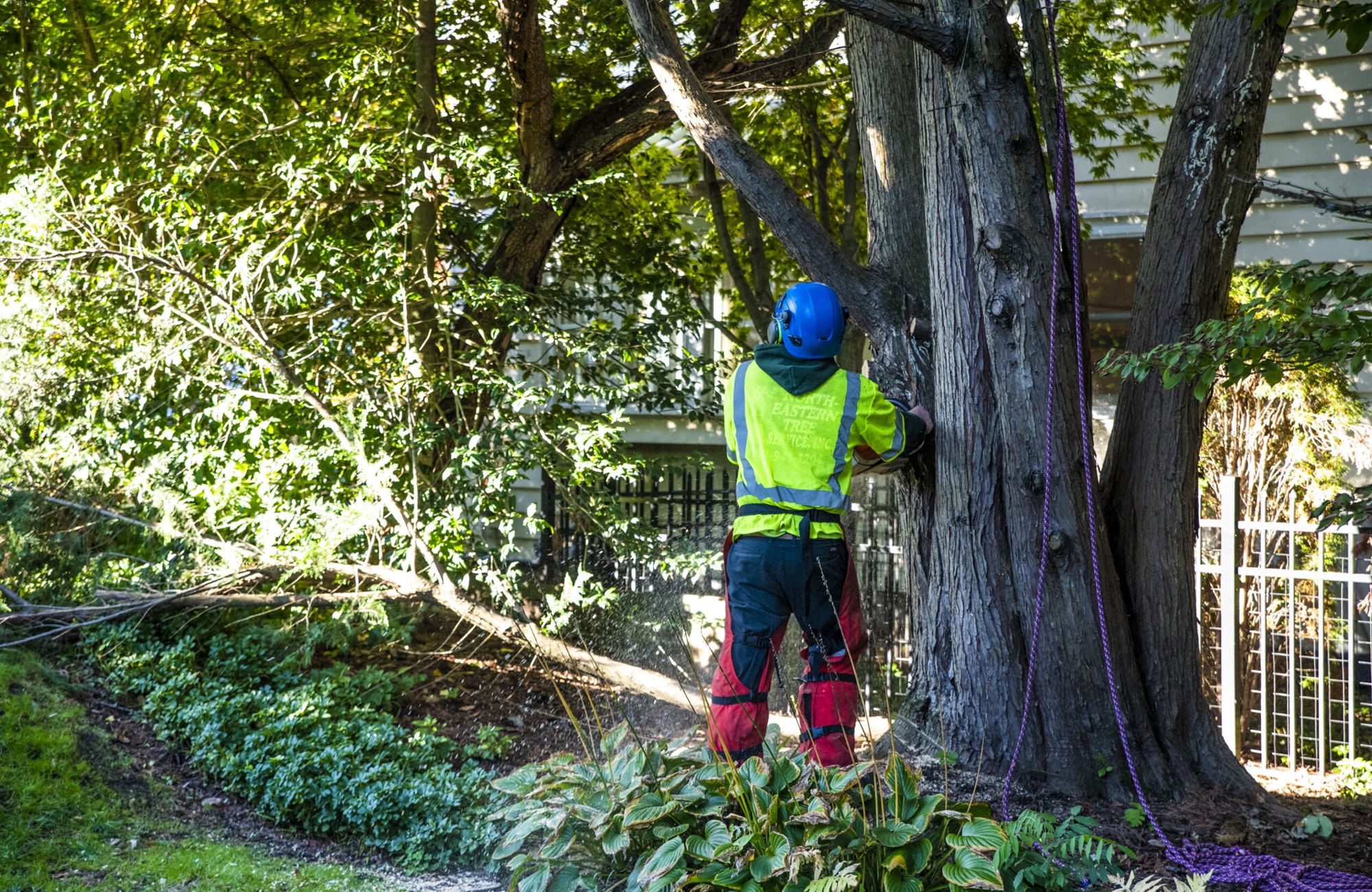 Tree Risk Assessment | North Eastern Tree Service