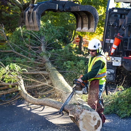 General Tree Services | North Eastern Tree Service