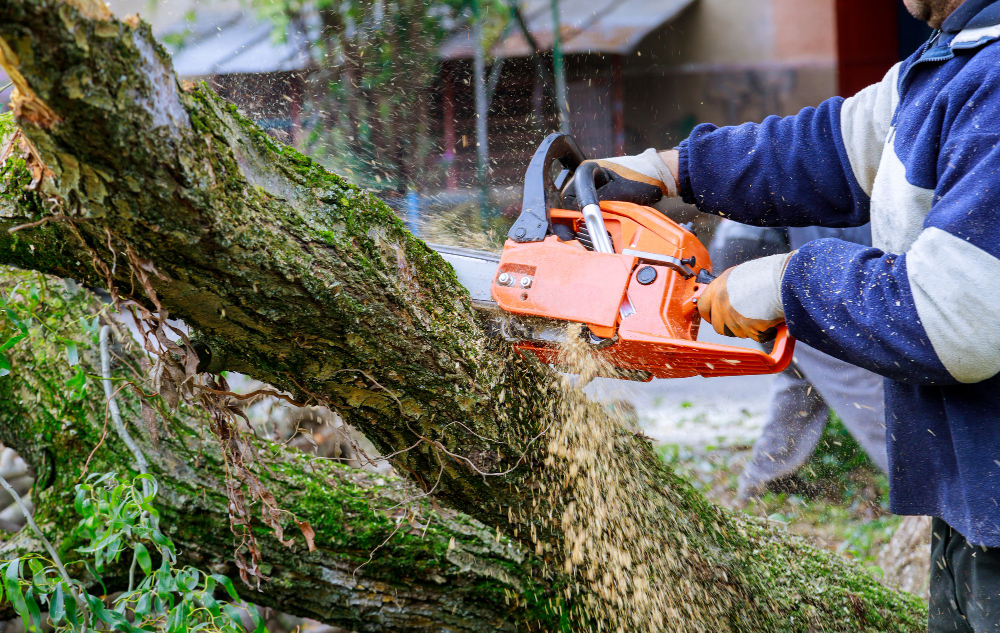 Tree Trimming and Removal Services | North Eastern Tree Service