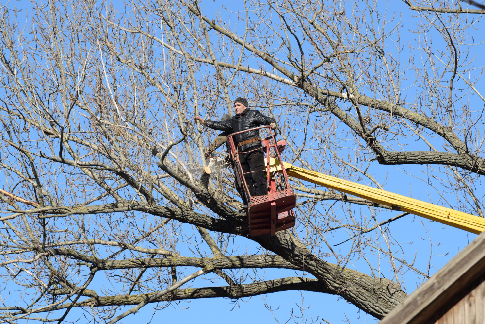 Best Quality Tree Service in Smithfield | North Eastern Tree Service