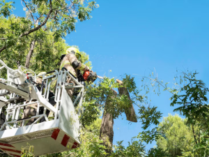 Commercial Tree Services | North Eastern Tree Service