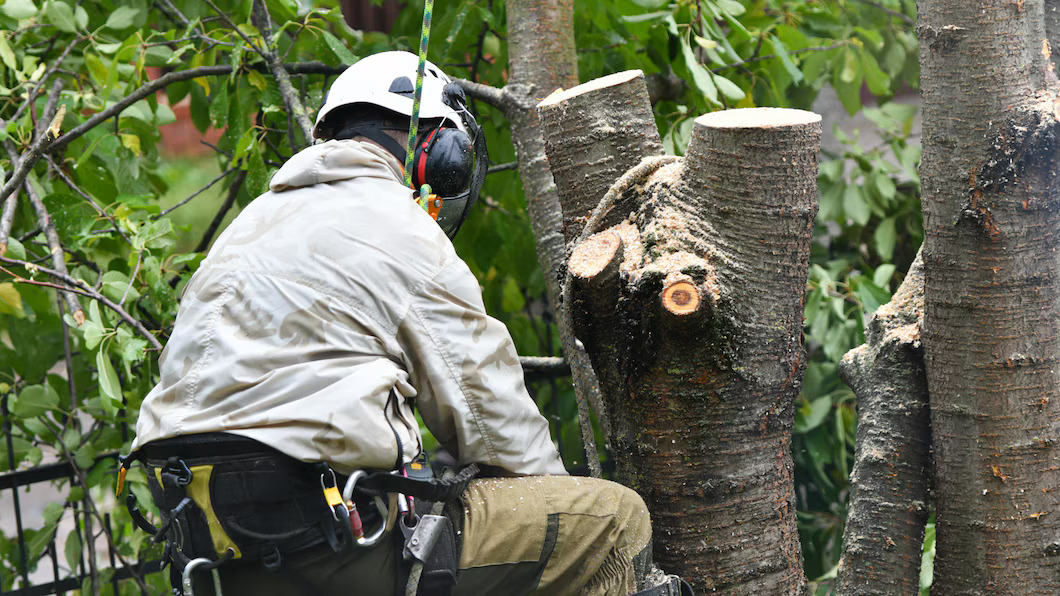 Residential Tree Services | North Eastern Tree Service