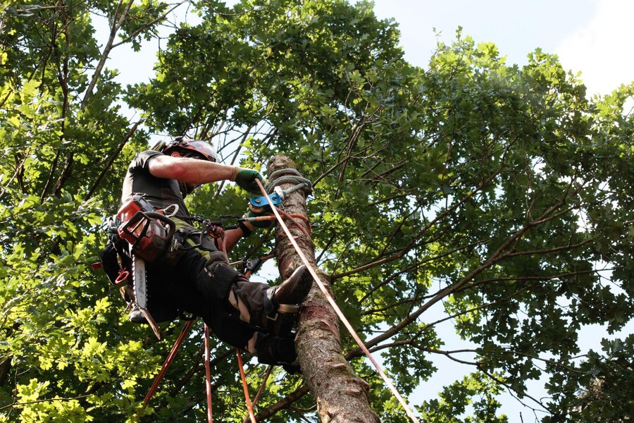 Tree Pruning Services | North Eastern Tree Service