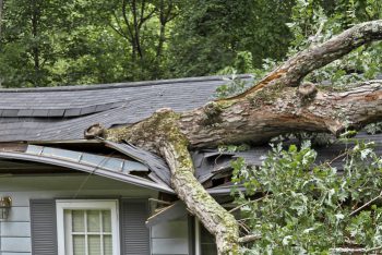Certified Arborists & Tree Removal Specialists | RI, MA, CT | North ...